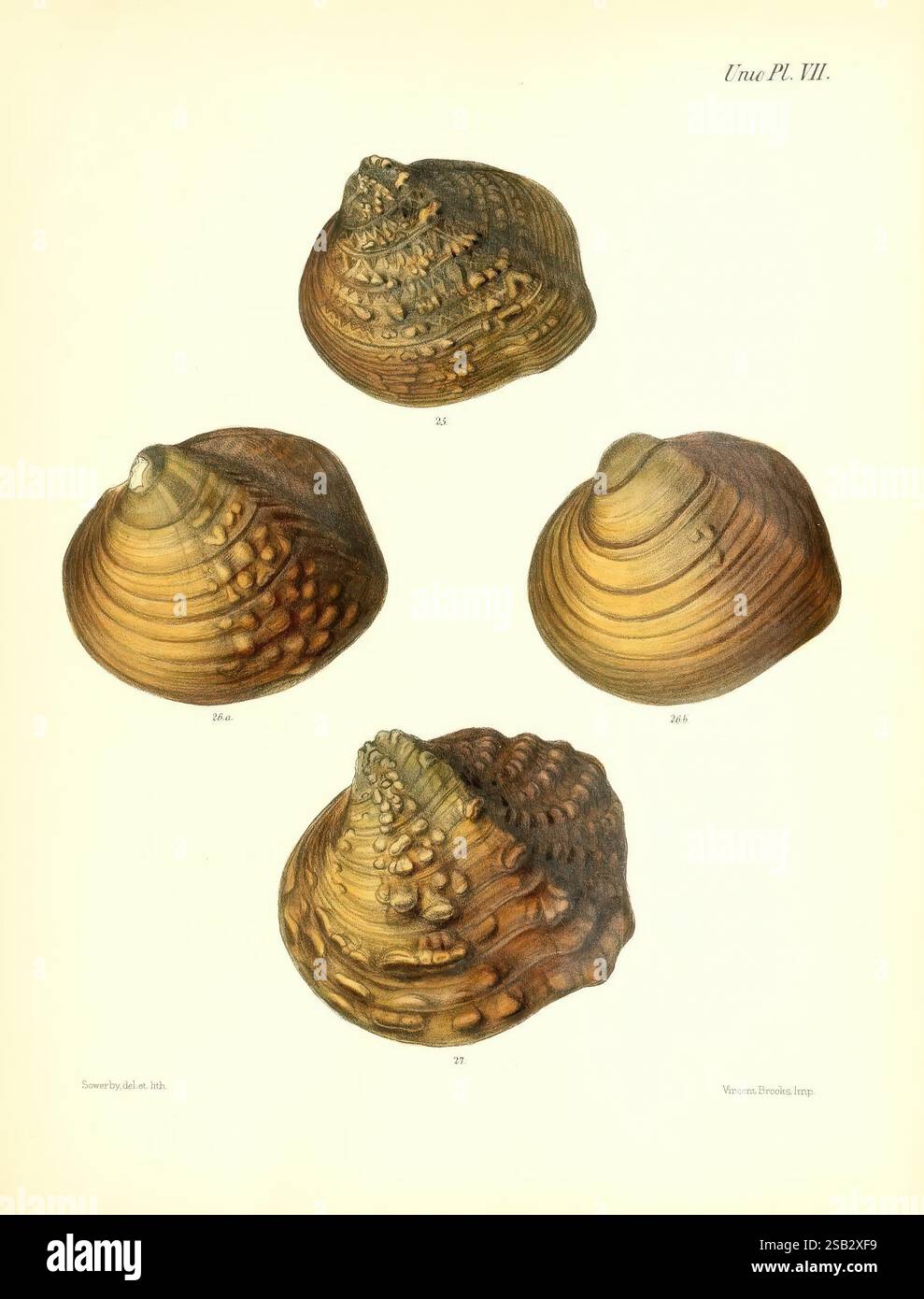 Conchologia iconica, or Illustrations of the shells of molluscous ...