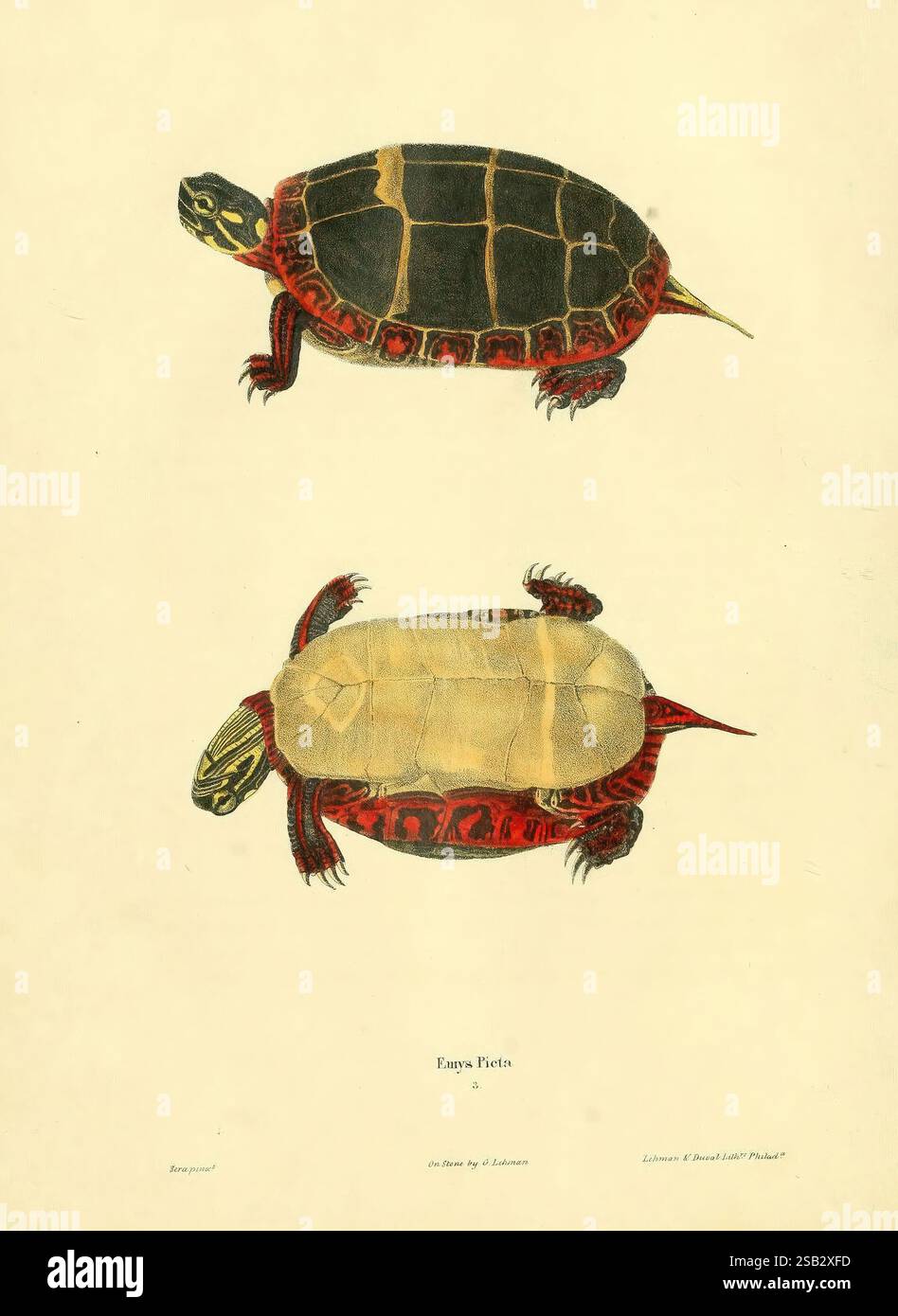 Illustration features two turtles hi-res stock photography and images ...