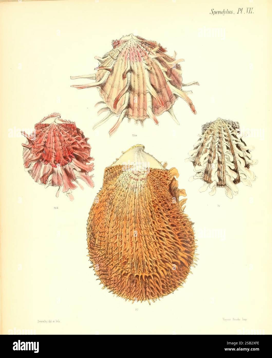 Conchologia iconica, or Illustrations of the shells of molluscous ...