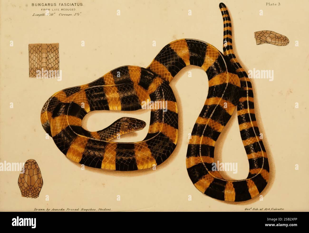 R serpentes world snake day bungarus fasciatus banded krait ven hi-res ...