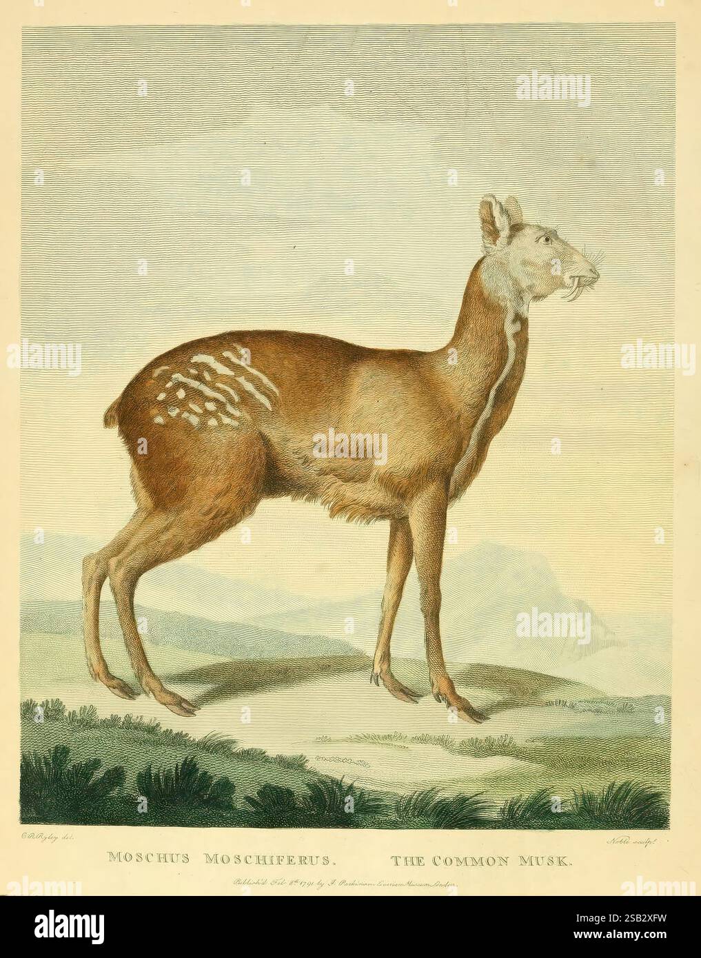 Common musk deer hi-res stock photography and images - Alamy