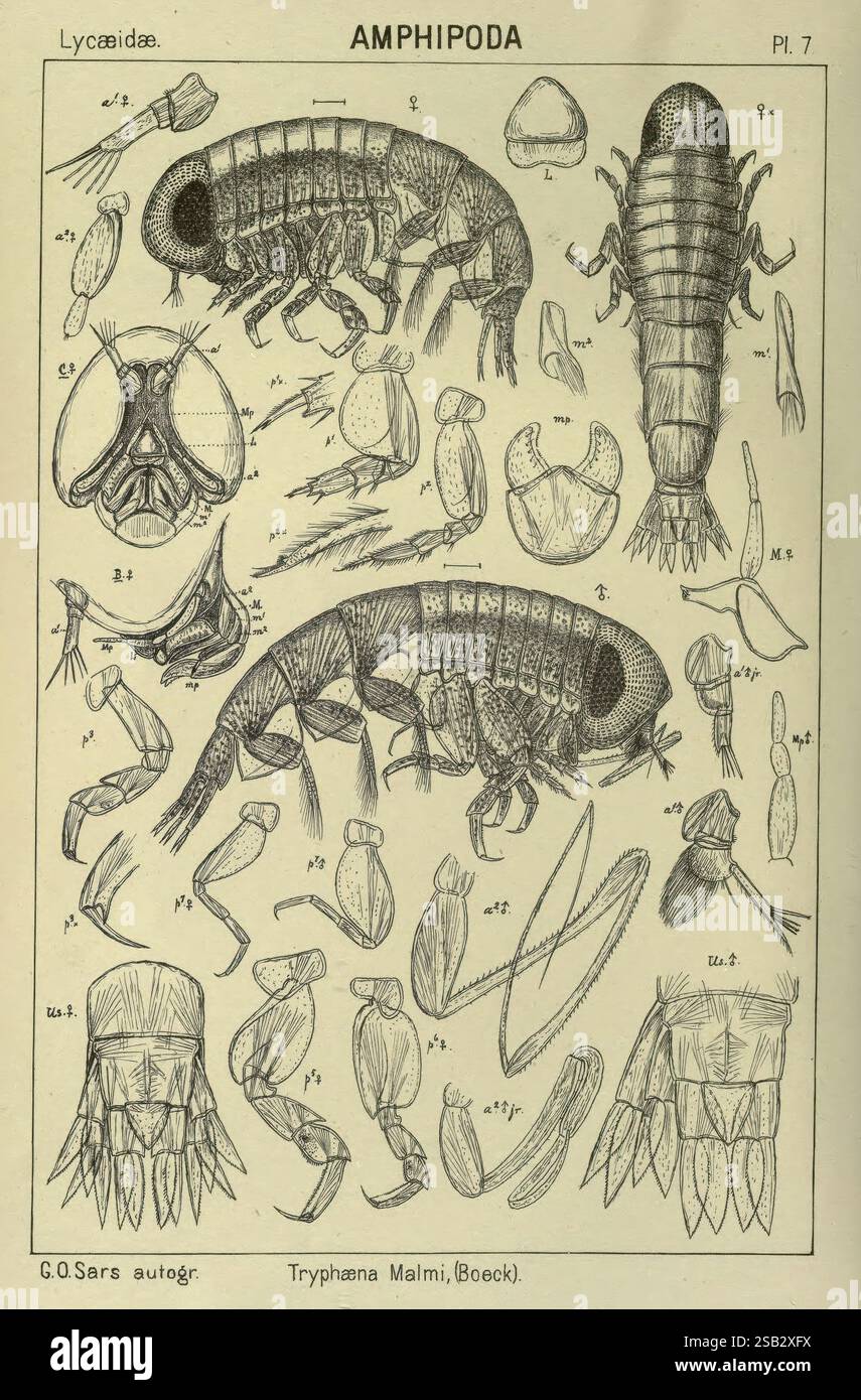An account of the Crustacea of Norway. v.1 Amphipoda (plates ...