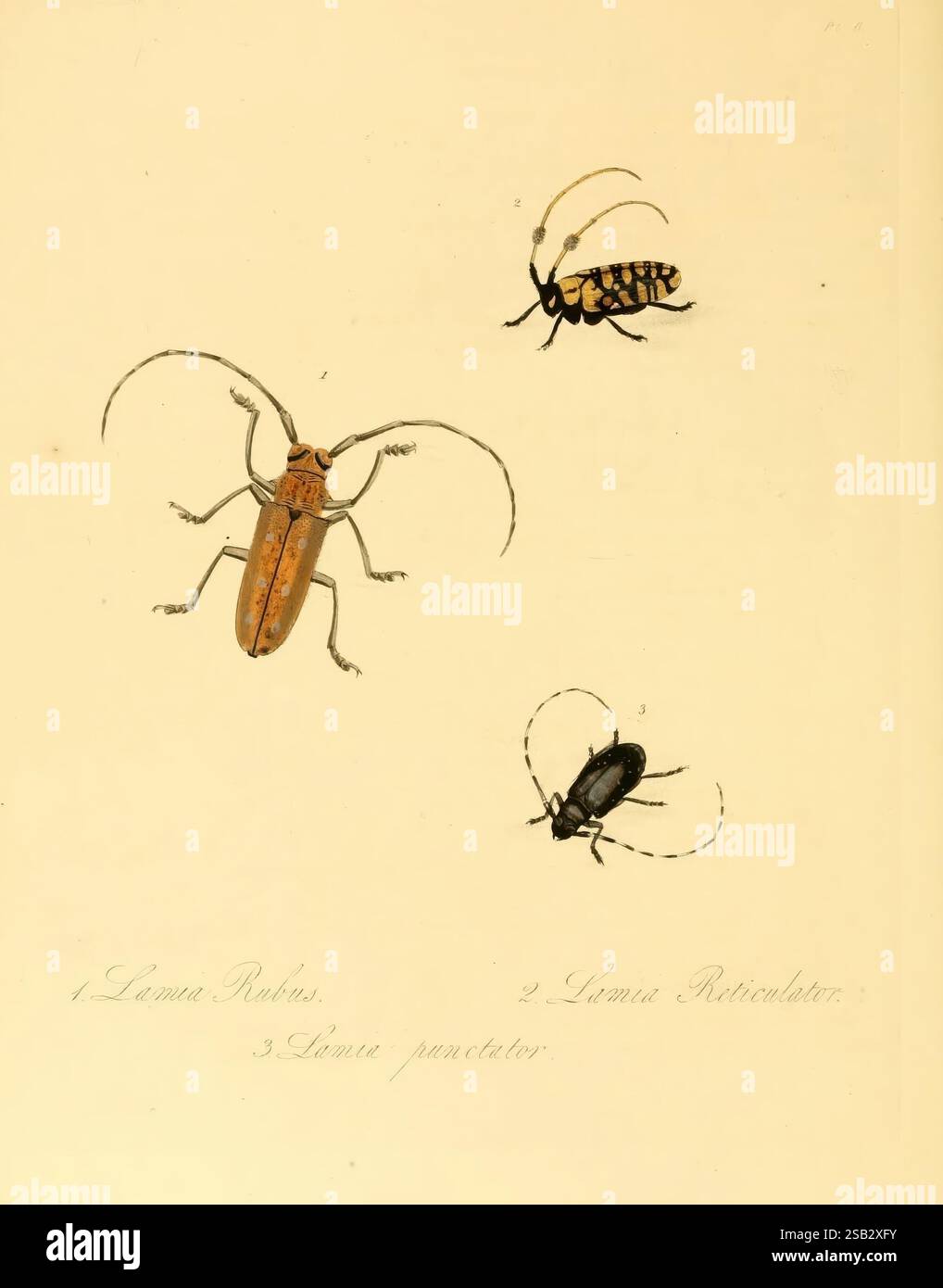 Another beetle displays hi-res stock photography and images - Alamy