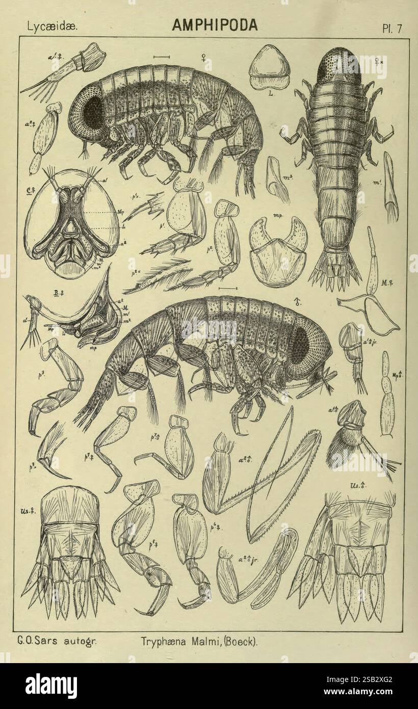 An account of the Crustacea of Norway Amphipoda plates Christiania, A ...
