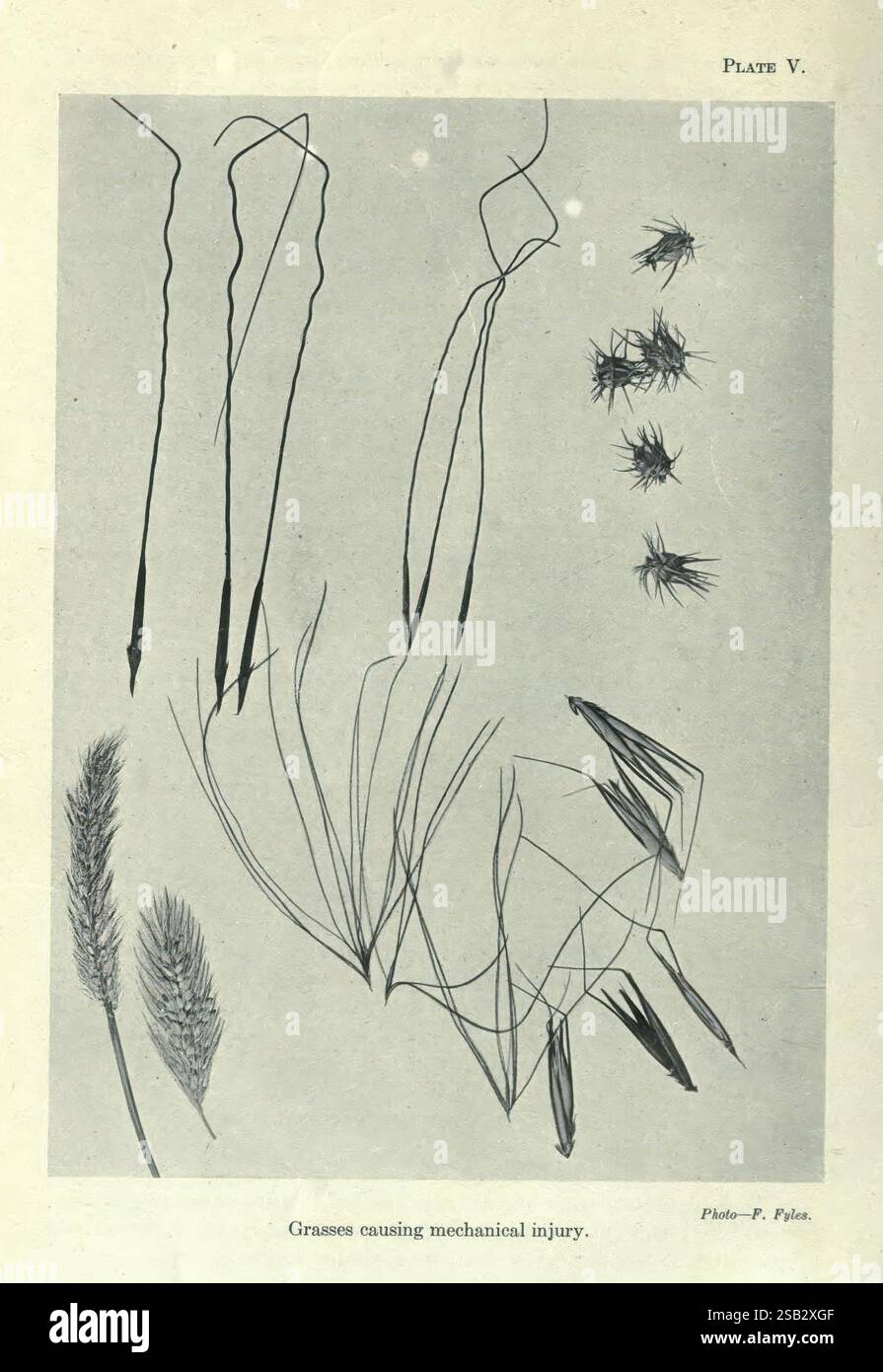 Grasses presents hi-res stock photography and images - Alamy