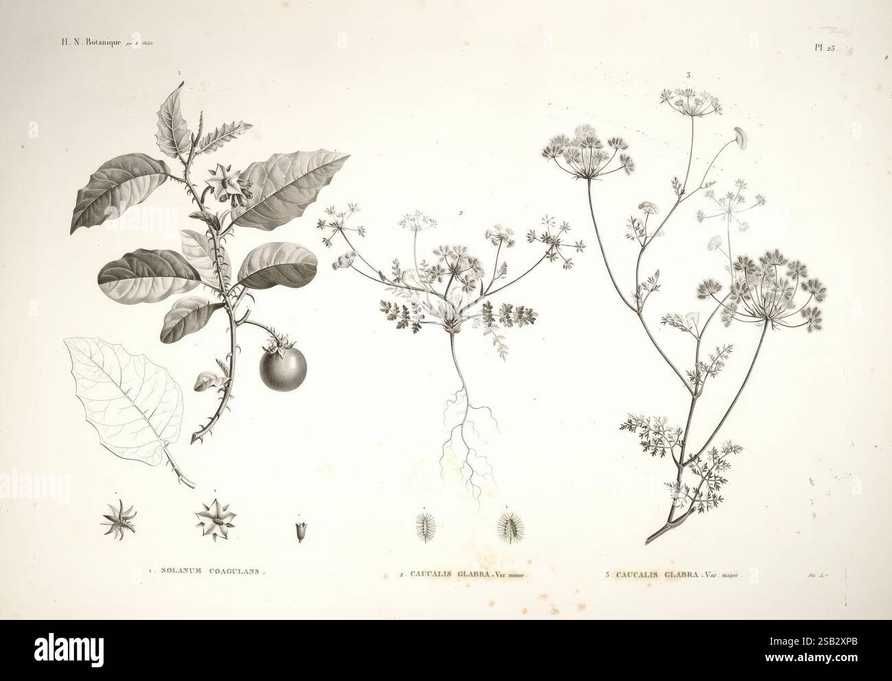 Center representation showcases cuminum cyminum hi-res stock ...