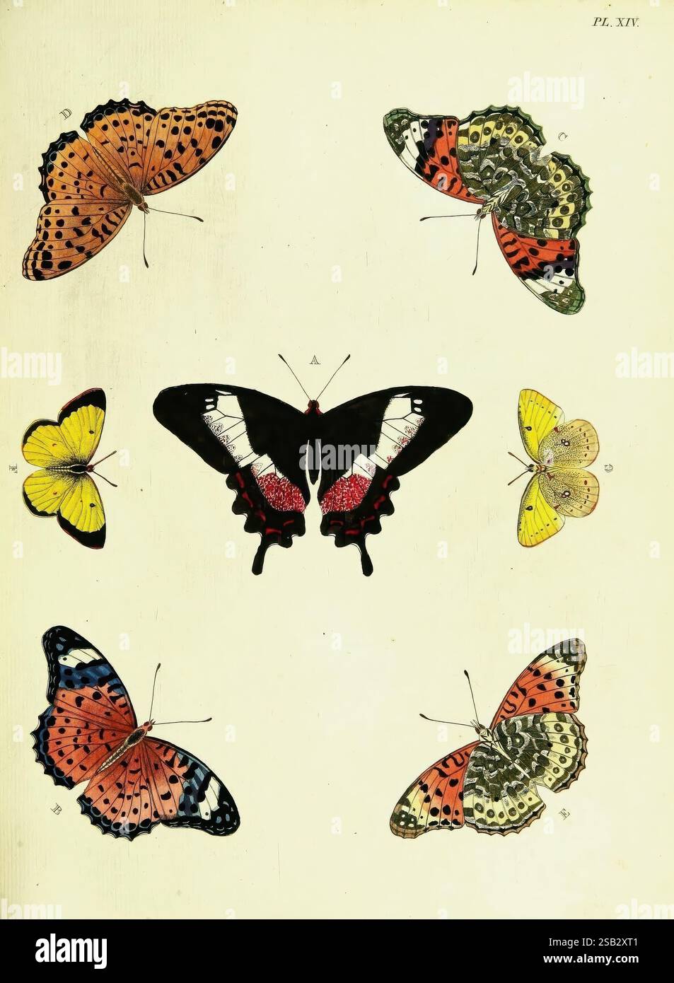 Two smaller yellow butterflies hi-res stock photography and images - Alamy