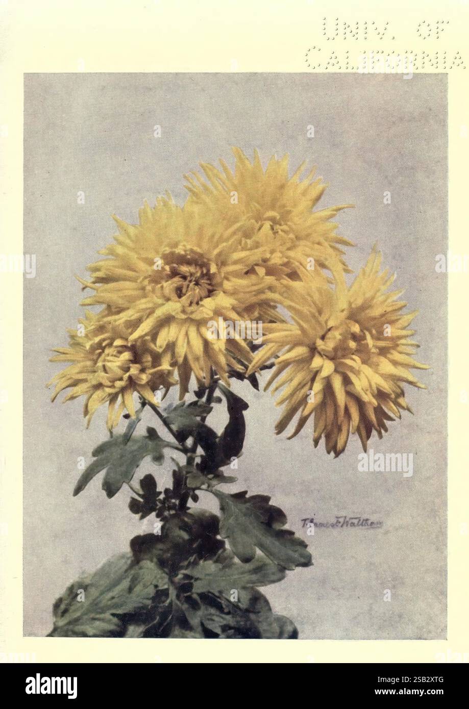 Chrysanthemums, New York, Frederick A. Stokes Co. [ca1914 ...