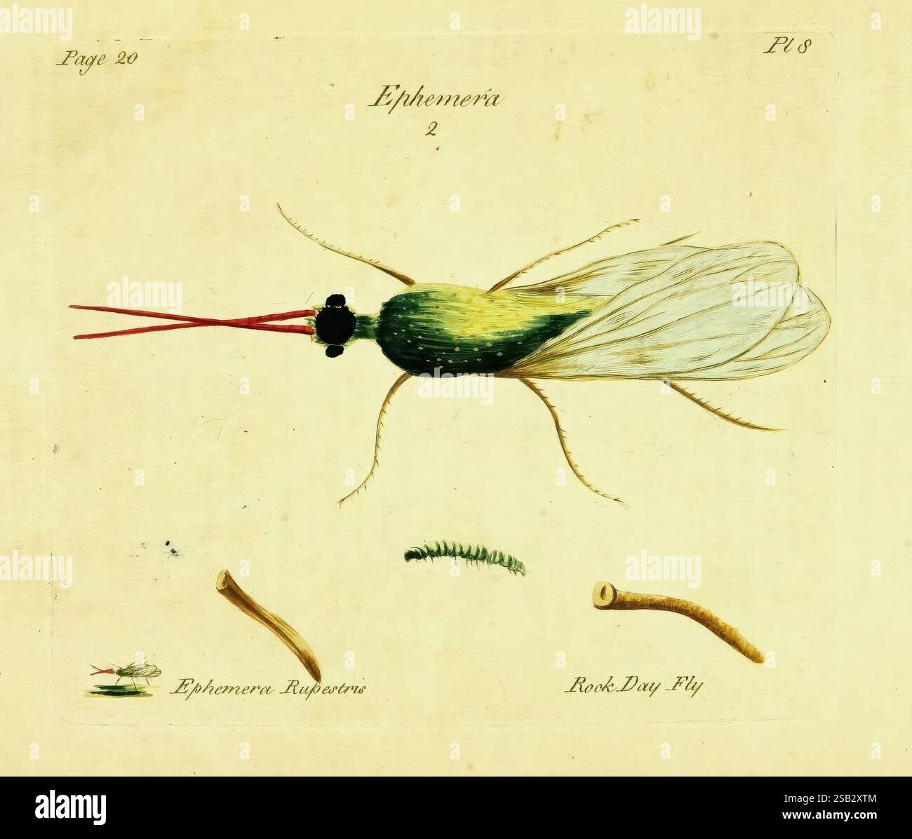 Ephemera rupestris hi-res stock photography and images - Alamy