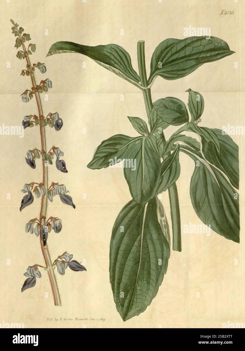 Plectranthus plectranthus barbatus hi-res stock photography and images ...