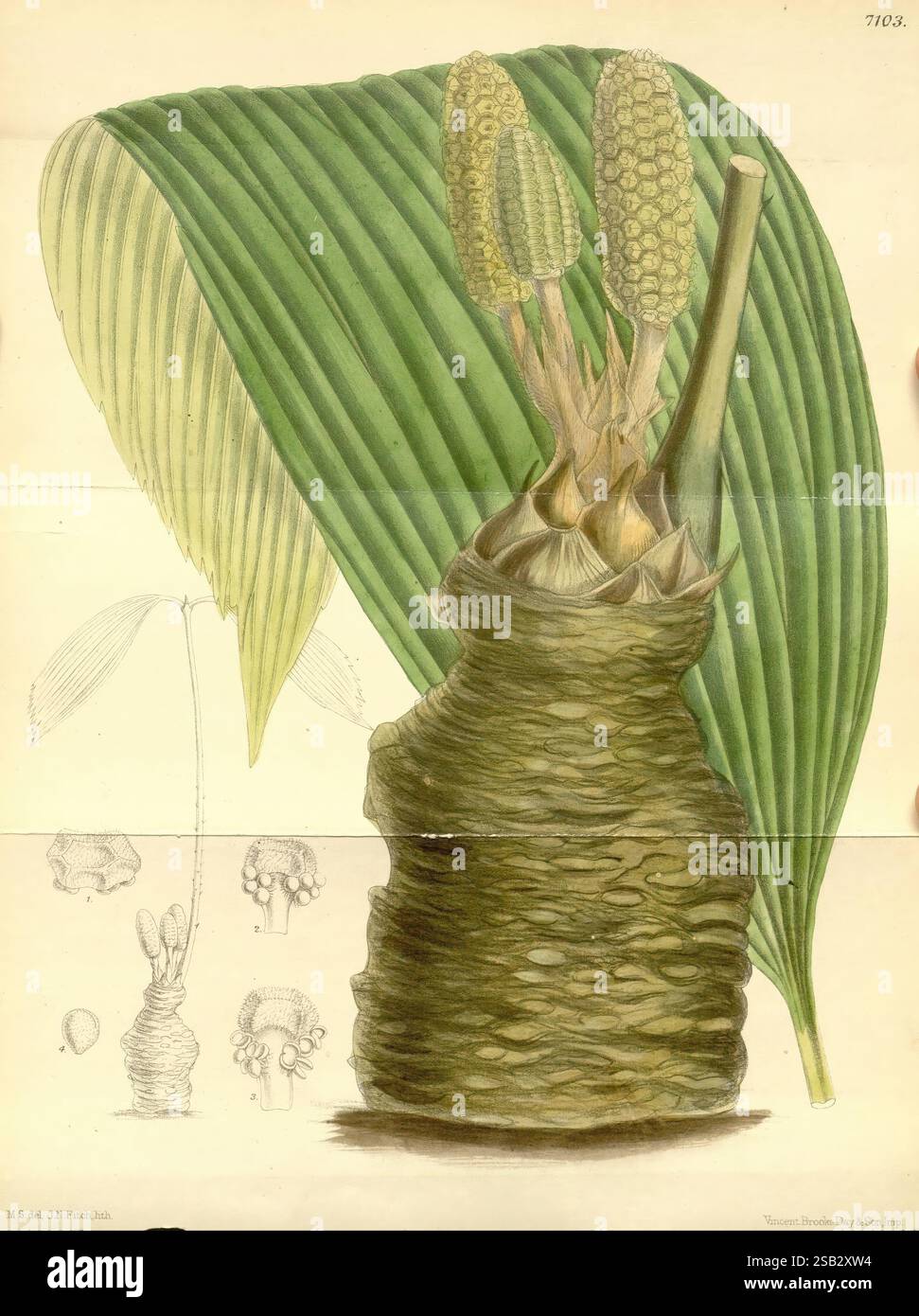 Ovoid forms emerge hi-res stock photography and images - Alamy