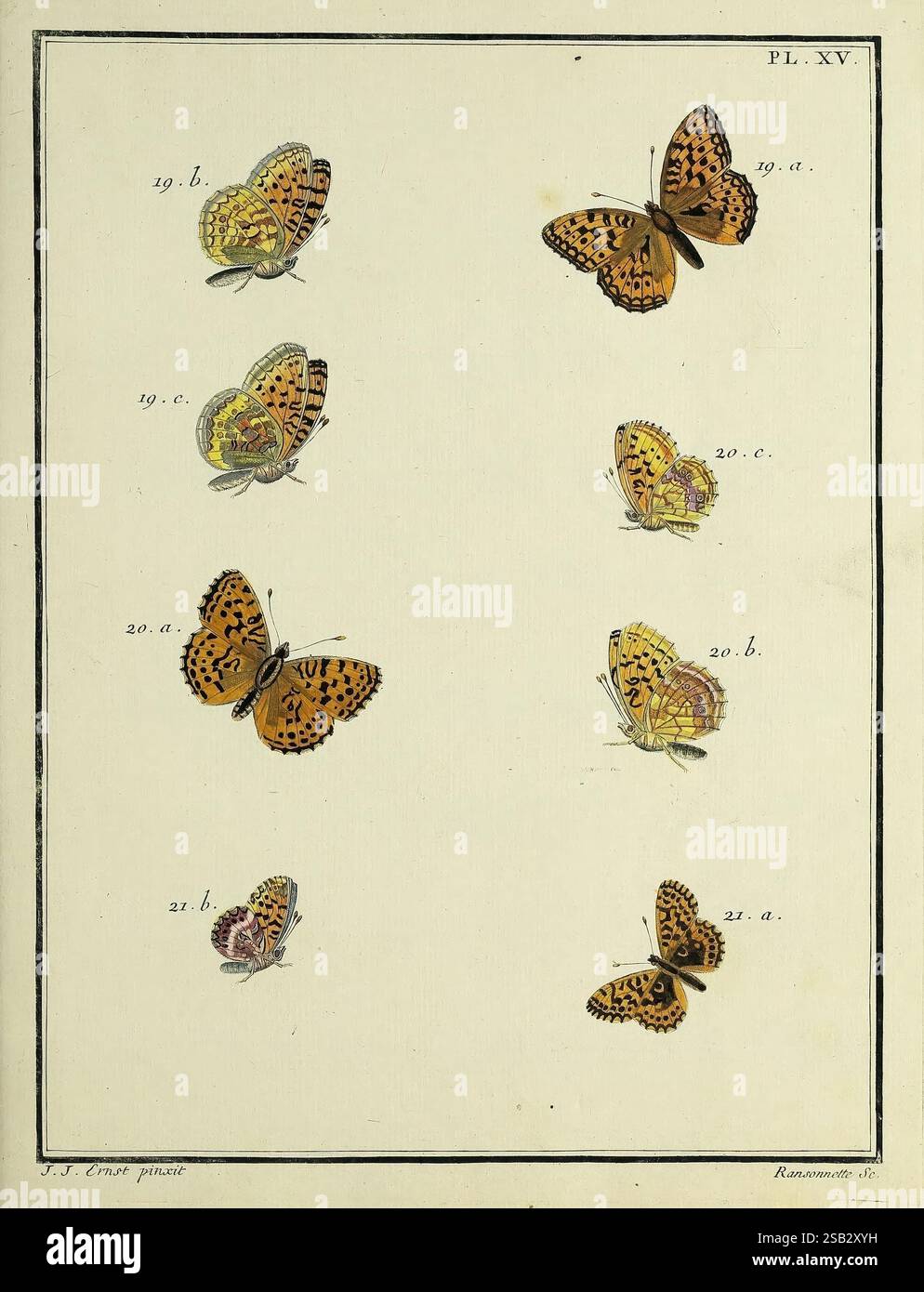 Papillons d'Europe, peints d'après nature, A Paris, Chez P.M ...