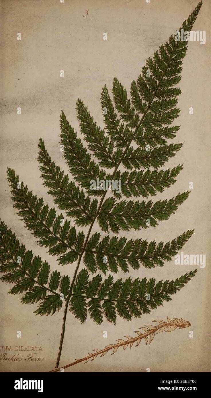 Fern identifies hi-res stock photography and images - Alamy