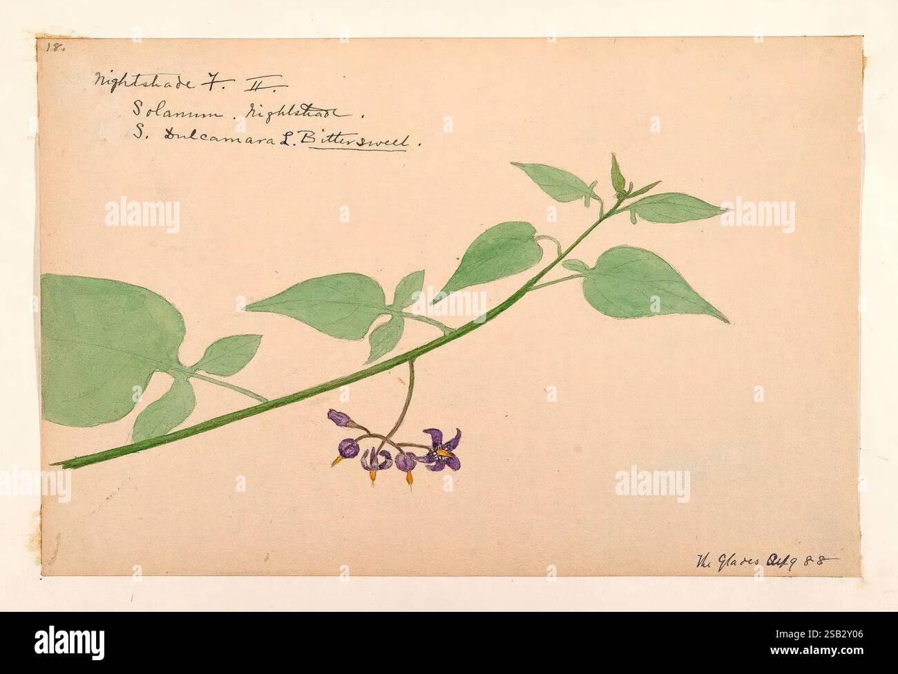 Showcasing intricate calligraphy hi-res stock photography and images ...