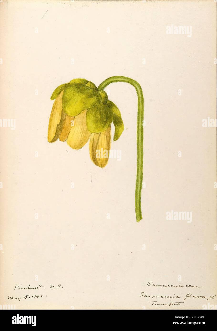 Water, color sketches, of, plants, of, North America, and, Europe, A ...