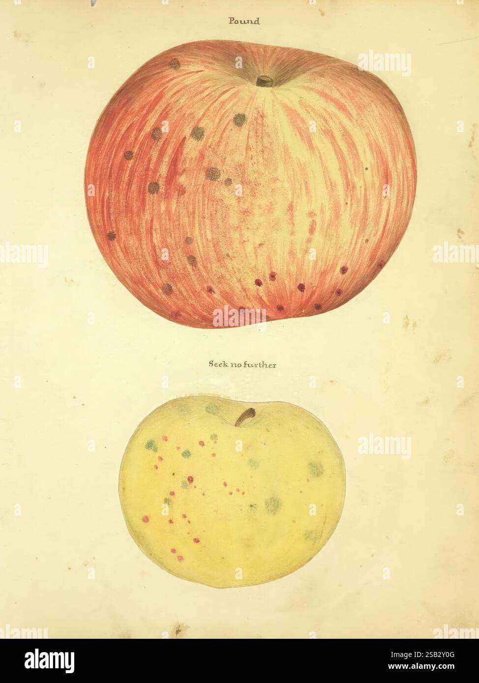 Second apple exhibits hi-res stock photography and images - Alamy