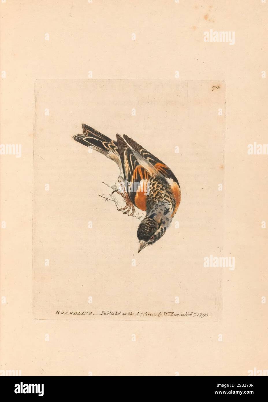 The, birds, of, Great Britain, 1795, 1801, museum of comparative ...