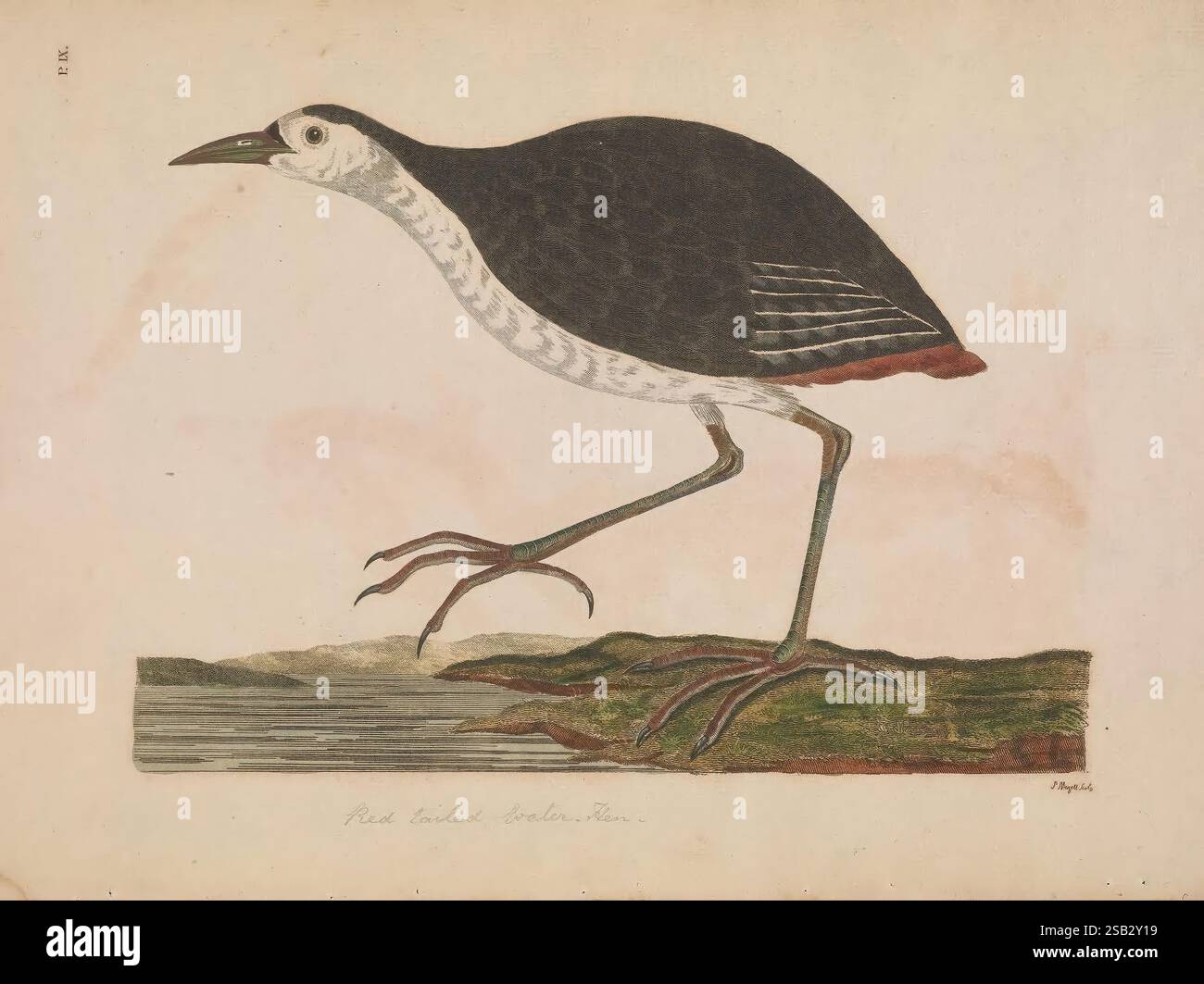 Sharp taloned hi-res stock photography and images - Alamy