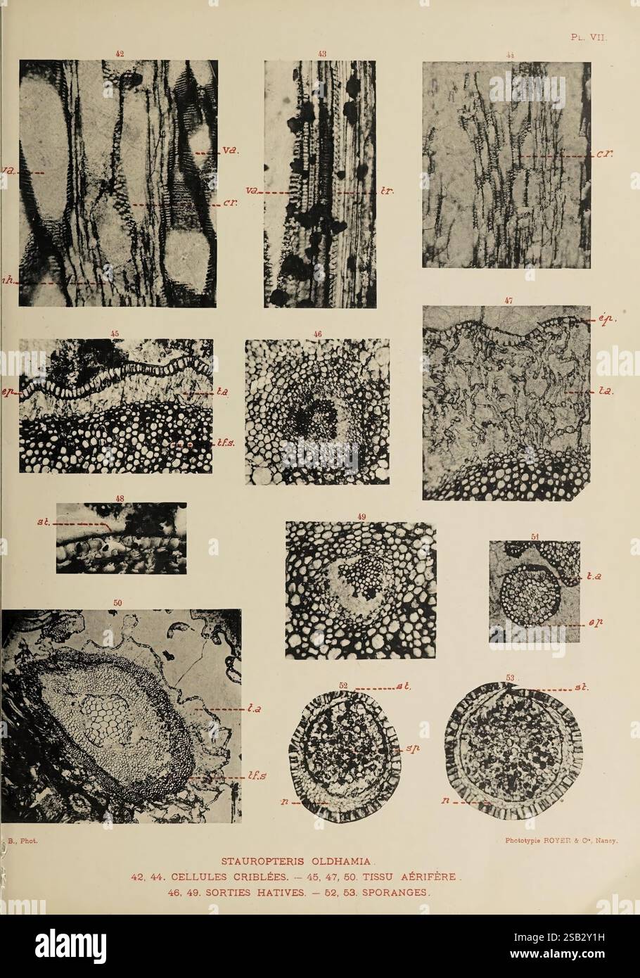 Elongated cell patterns hi-res stock photography and images - Alamy