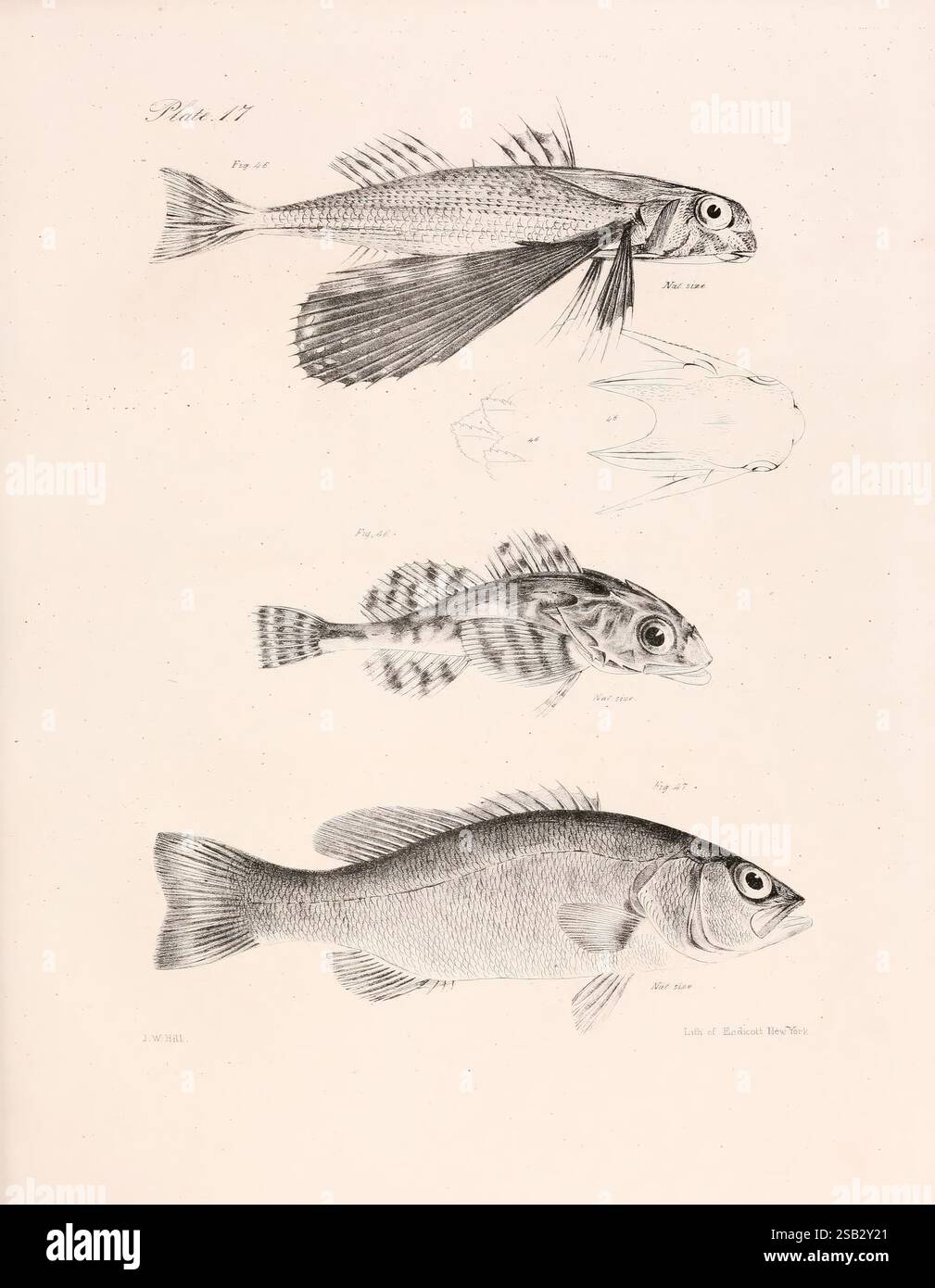 Broader examination of aquatic species hi-res stock photography and ...