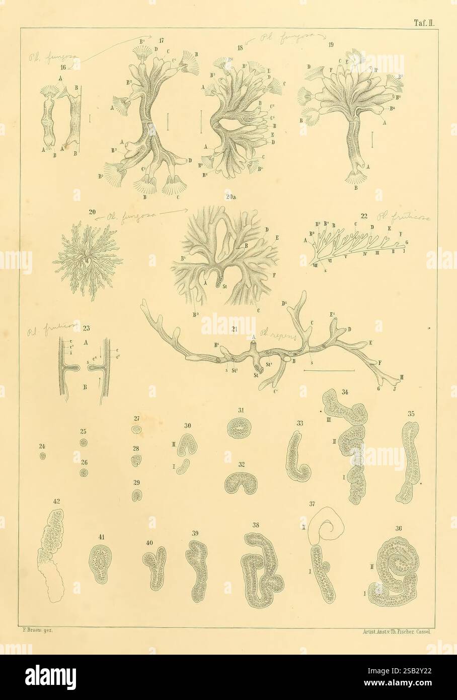 Branching diagrams hi-res stock photography and images - Alamy