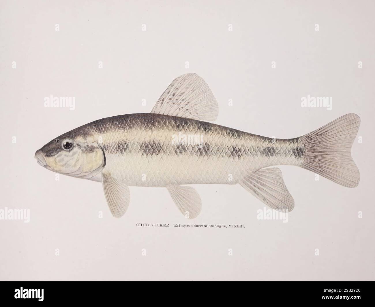 Sample, plates, of, Illinois, fishes. [Urbana? Ill.] c1903, fishes ...