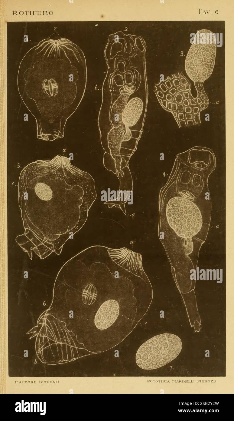 Rotifer class hi-res stock photography and images - Alamy