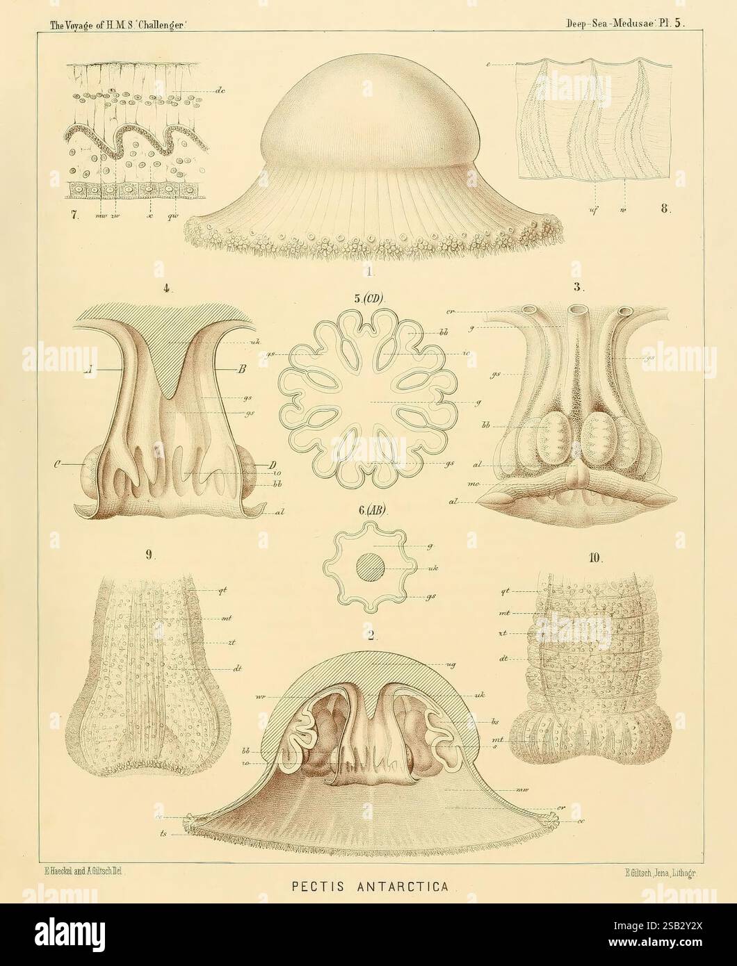 Species pectis antarctica hi-res stock photography and images - Alamy