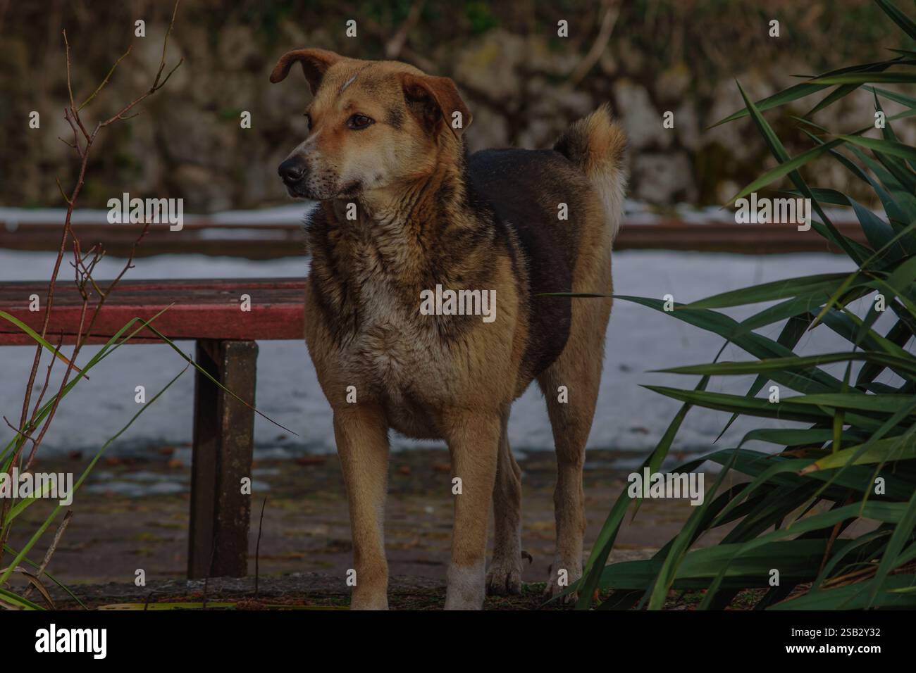 Dogswithcharacter hi-res stock photography and images - Alamy