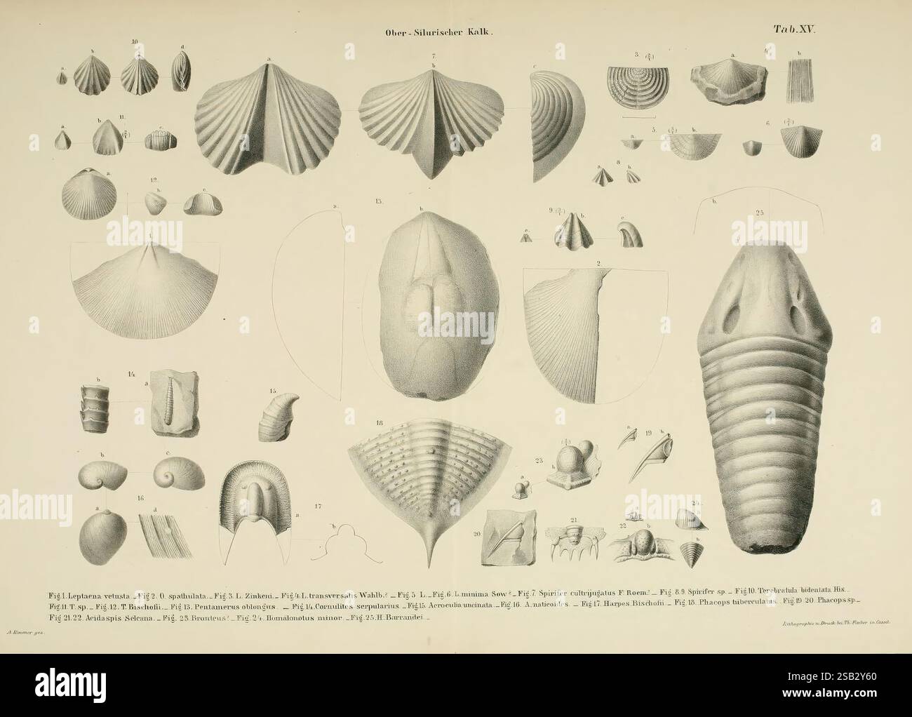 Palaeontographica, Cassel, Theodor Fischer, 1846-1933, 560643, geology ...