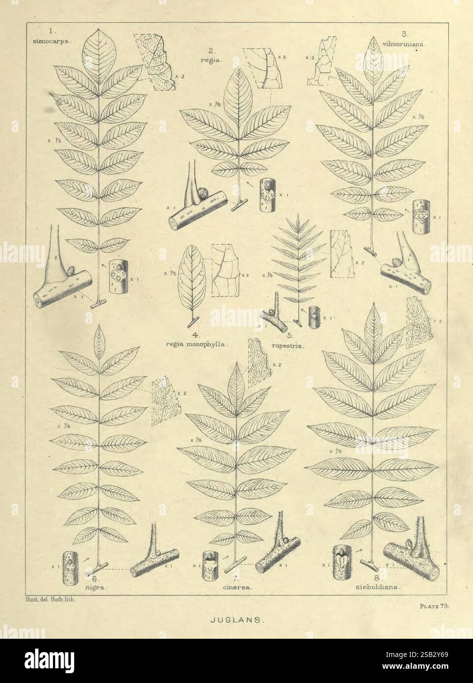Includes labeled different leaf structures hi-res stock photography and ...