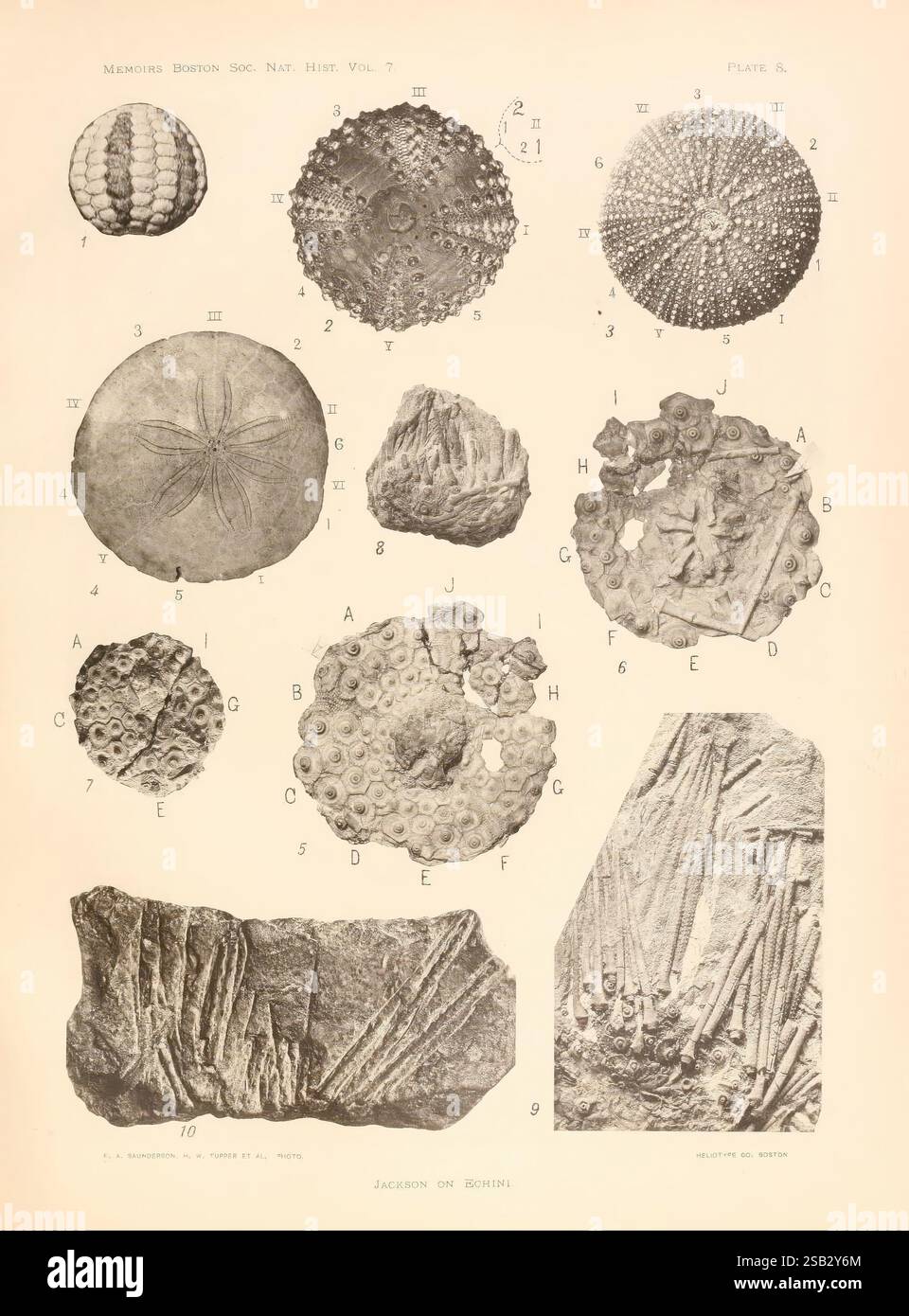 Phylogeny of the Echini, Boston, The Society, 1912, paleontology ...