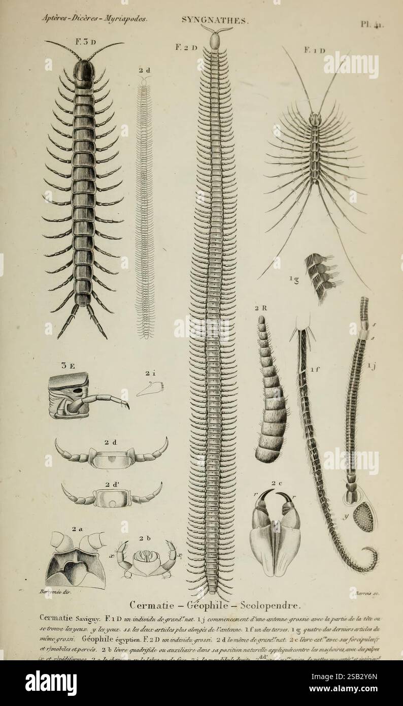 Artwork features distinct anatomical structures hi-res stock ...