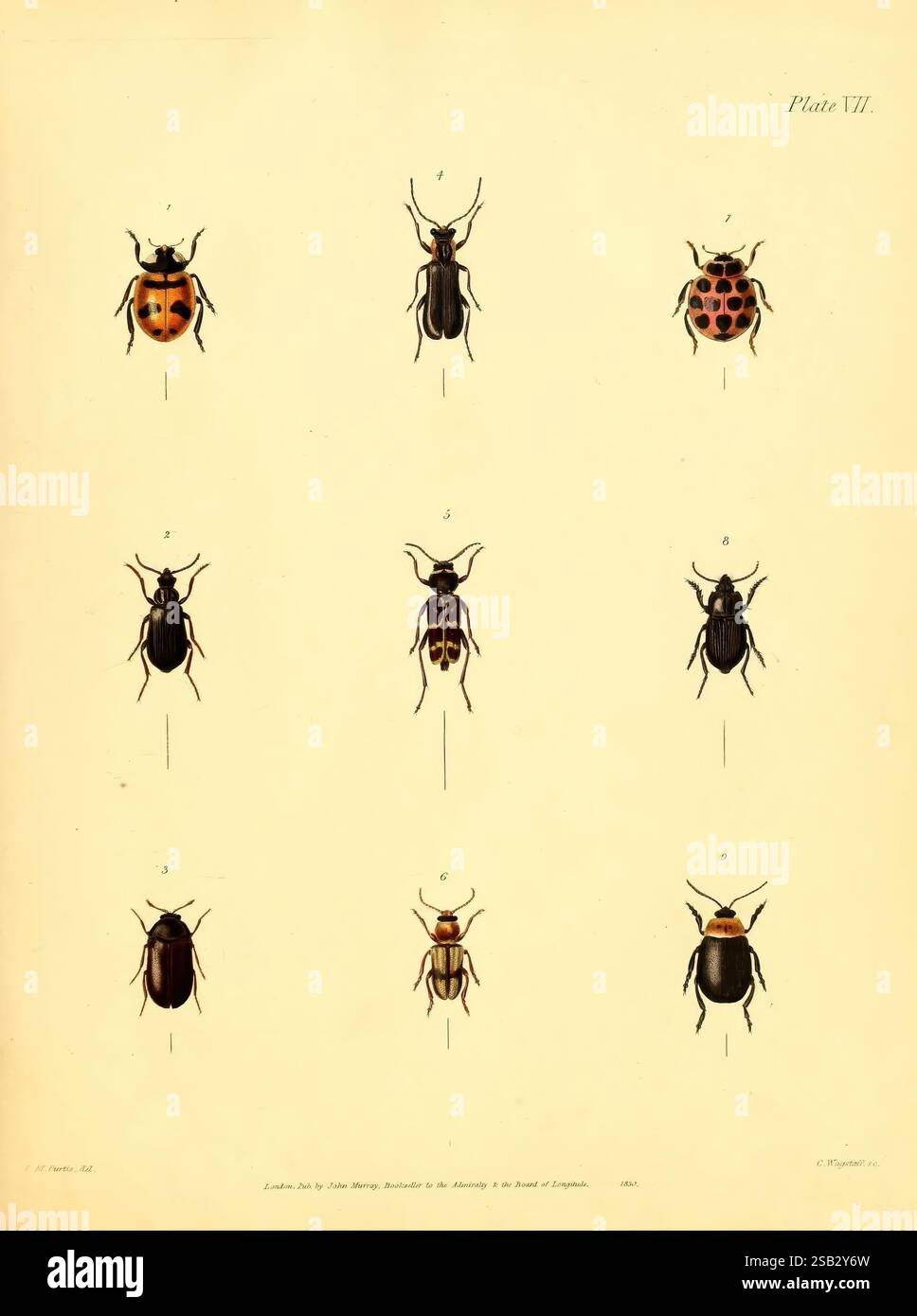Diversity within beetle species hi-res stock photography and images - Alamy