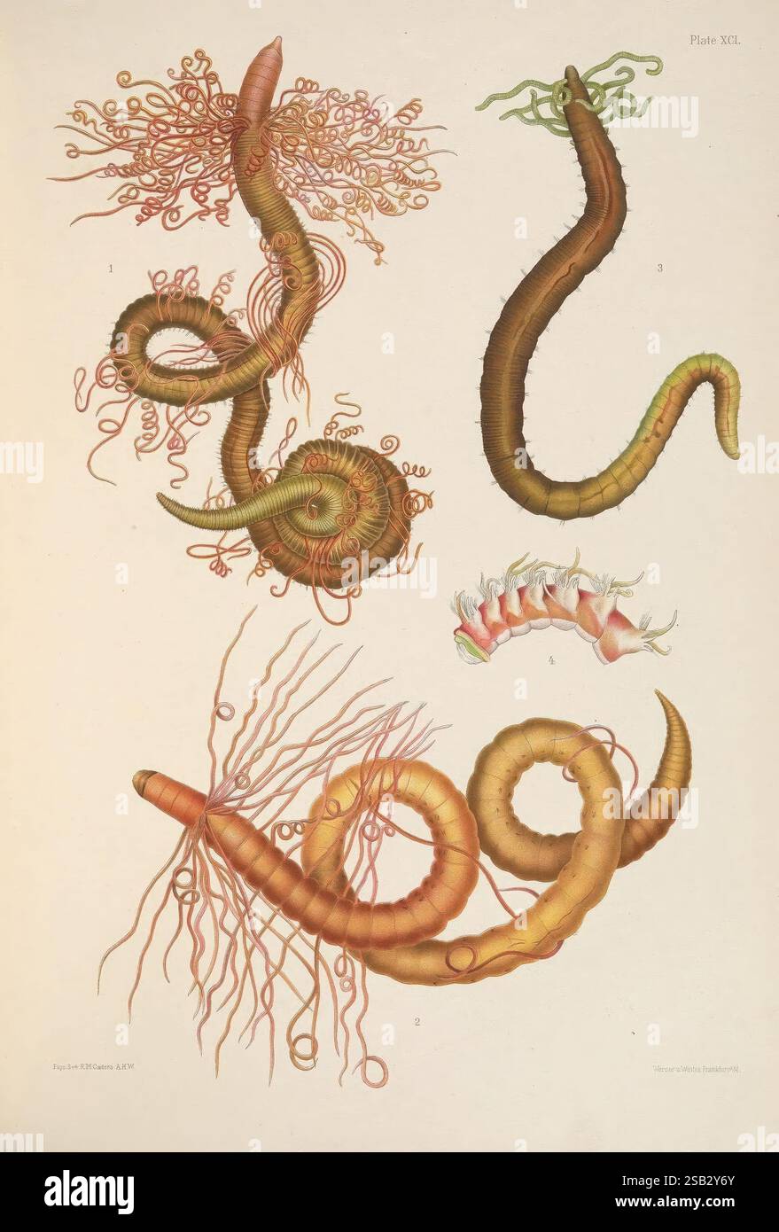 Organism winds hi-res stock photography and images - Alamy