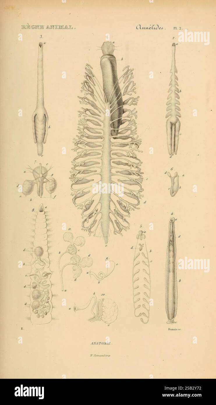 Le règne animal distribué d'après son organisation Paris, 1836-1849 ...
