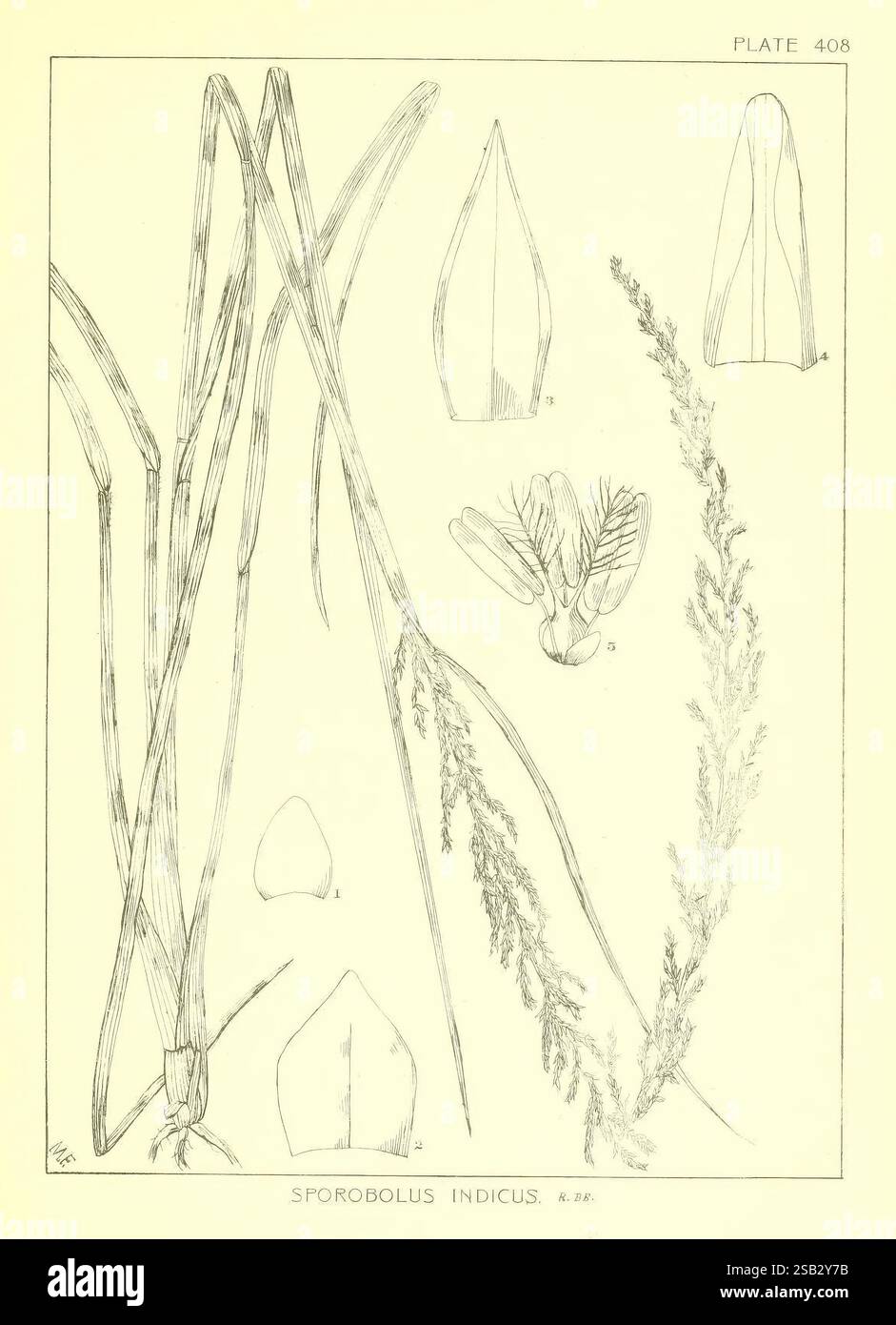 Sporobolus indicus plant hi-res stock photography and images - Alamy