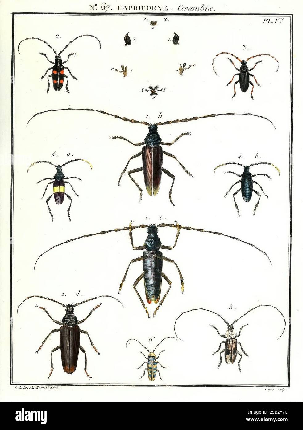 Top section features numerous beetle species hi-res stock photography ...