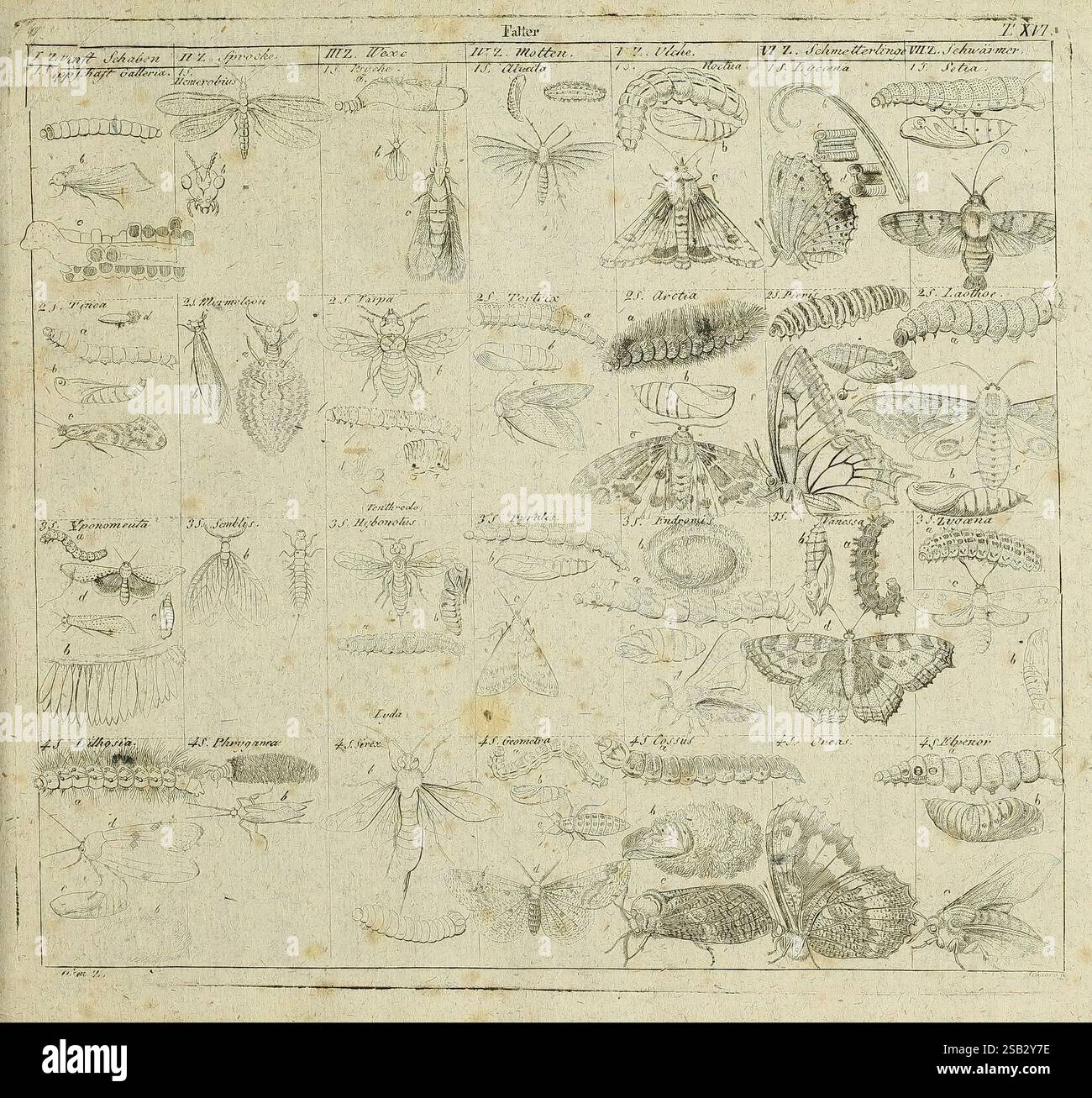 Okens Lehrbuch der Naturgeschichte Leipzig Bei Carl Heinrich Reclam ...