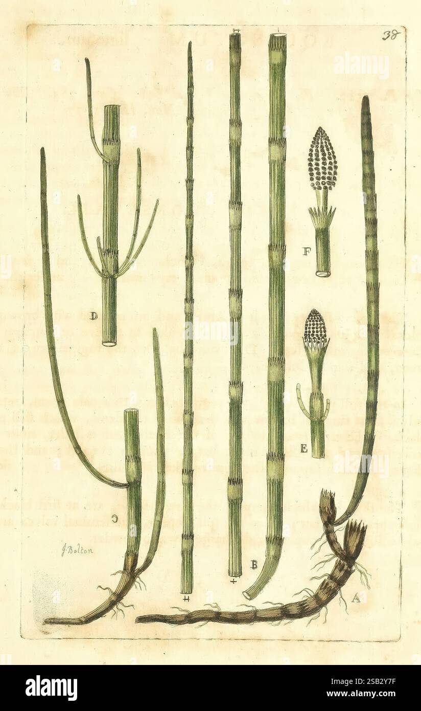 Filices Britannicae &c. London, Leeds, 1785-90., This illustration ...