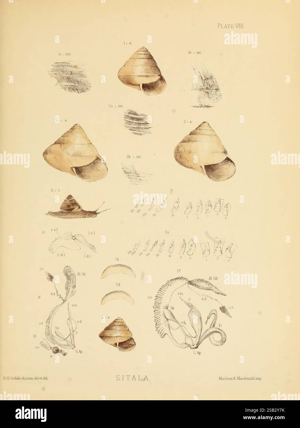 Land and Freshwater Mollusca of India London, Taylor and Francis, 1882 ...