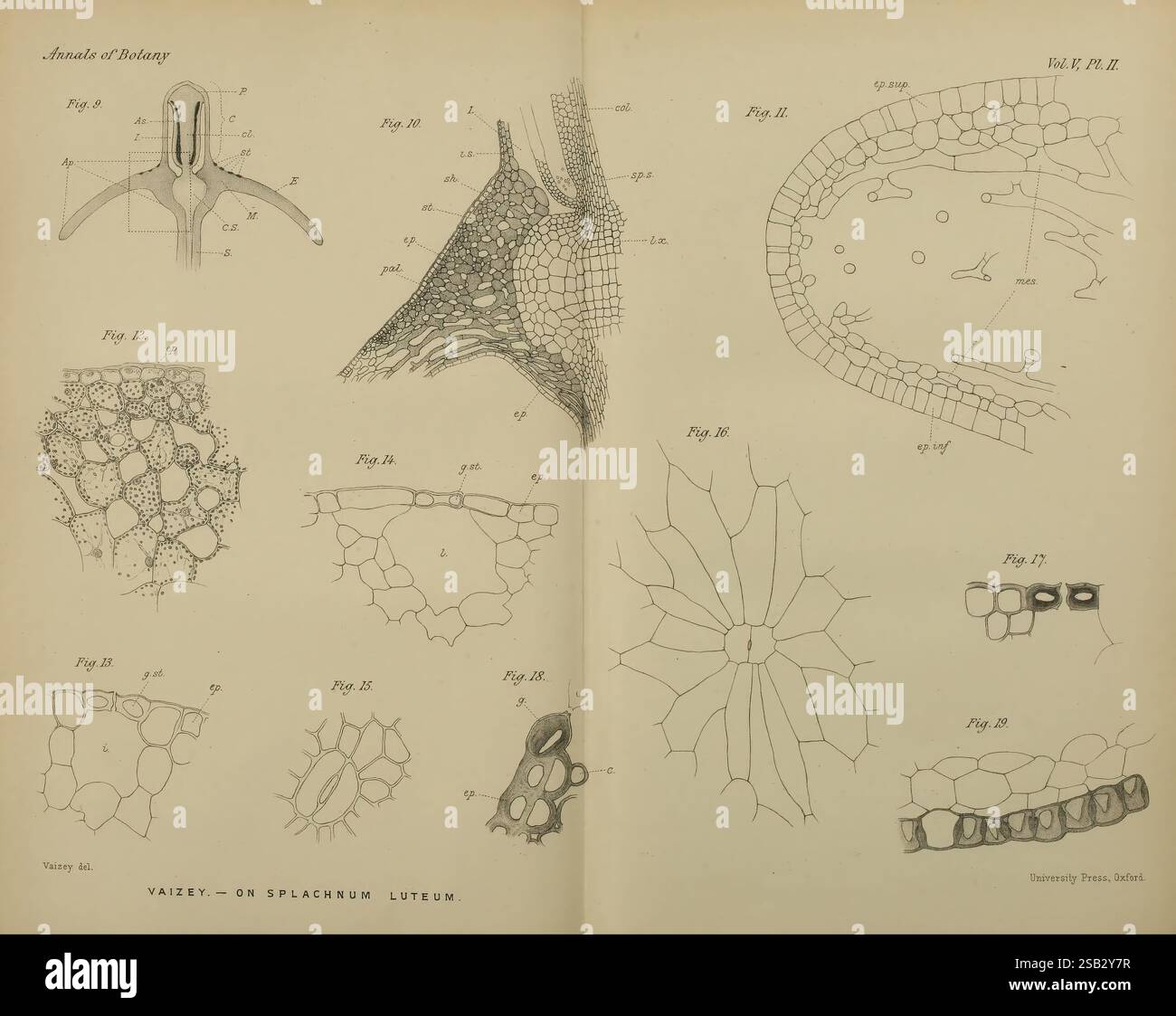 Annals of Botany, London, Botany, Periodicals, Plants, This collection ...