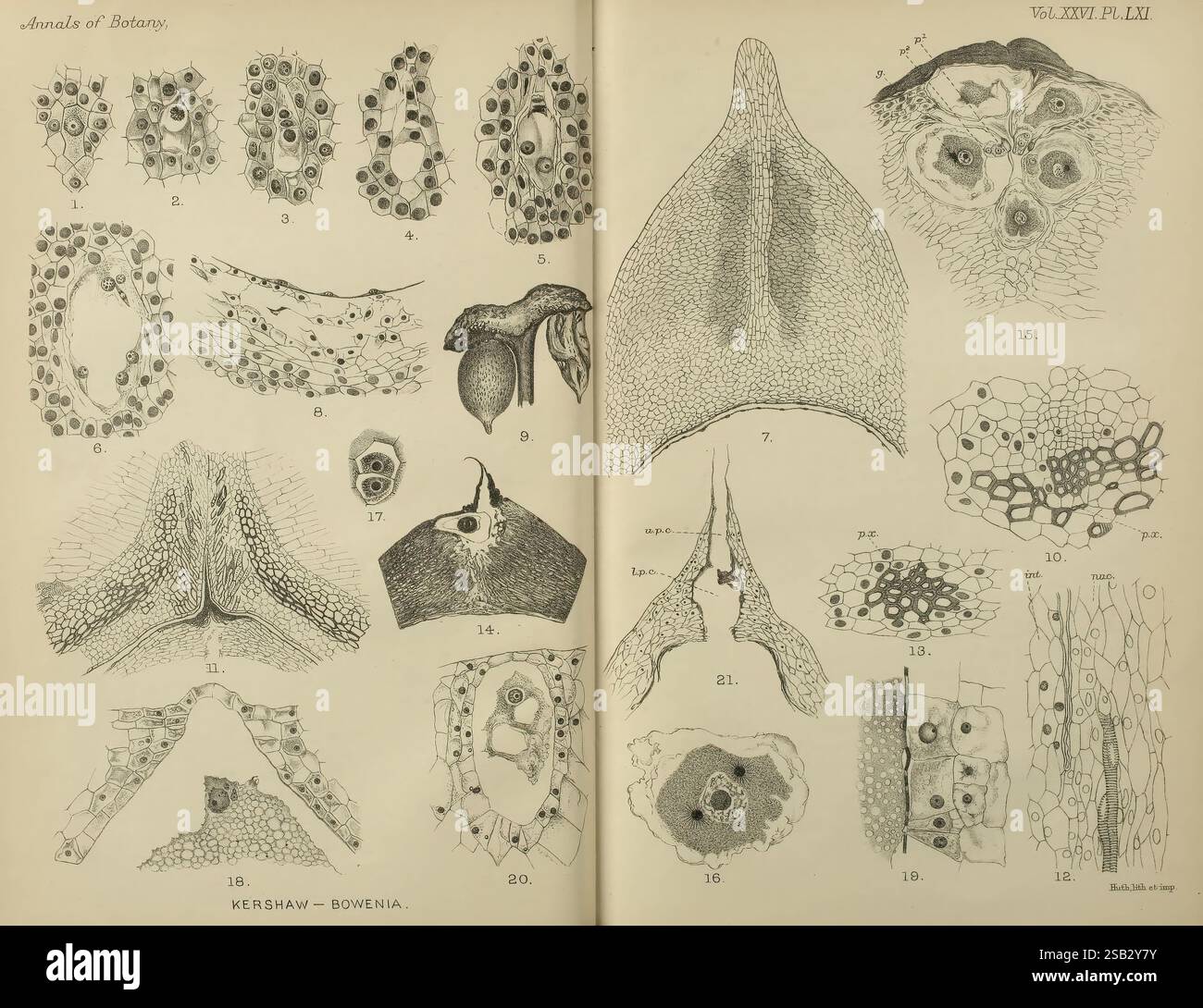 Annals of Botany, London, botany, periodicals, plants, The illustration ...