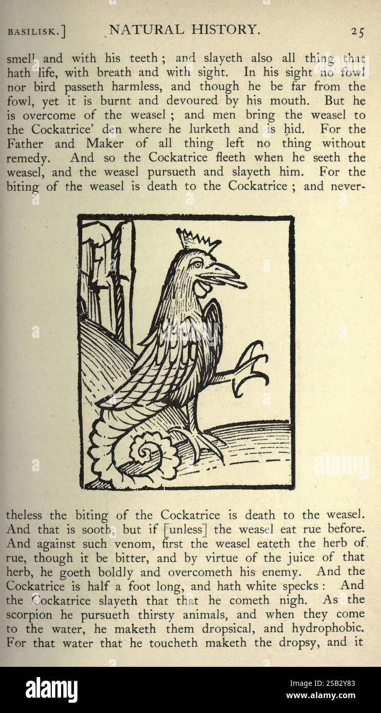 Basilisks lethal characteristics hi-res stock photography and images ...