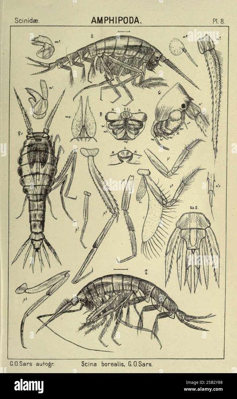 Labeled drawings of different anatomical features hi-res stock ...