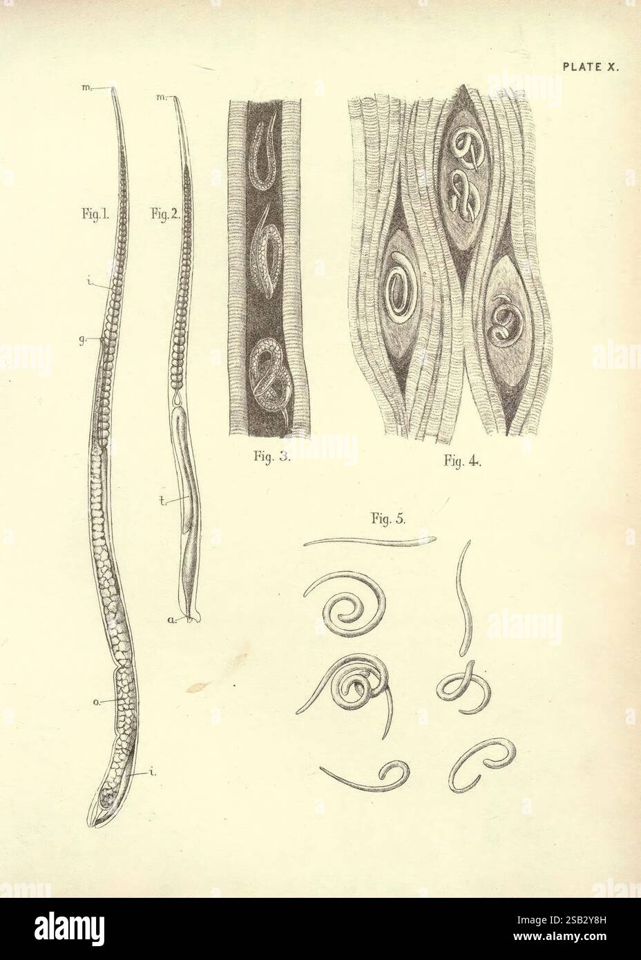 Illustrations of zoology: invertebrates & vertebrates, Edinburgh, Y.J ...