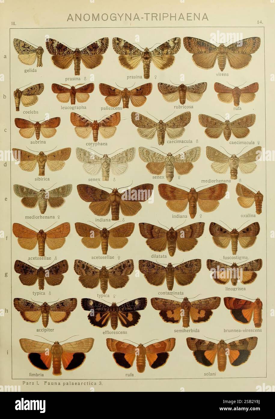 The Macrolepidoptera of the world. v.3. plates Stuttgart, Seitz'schen ...