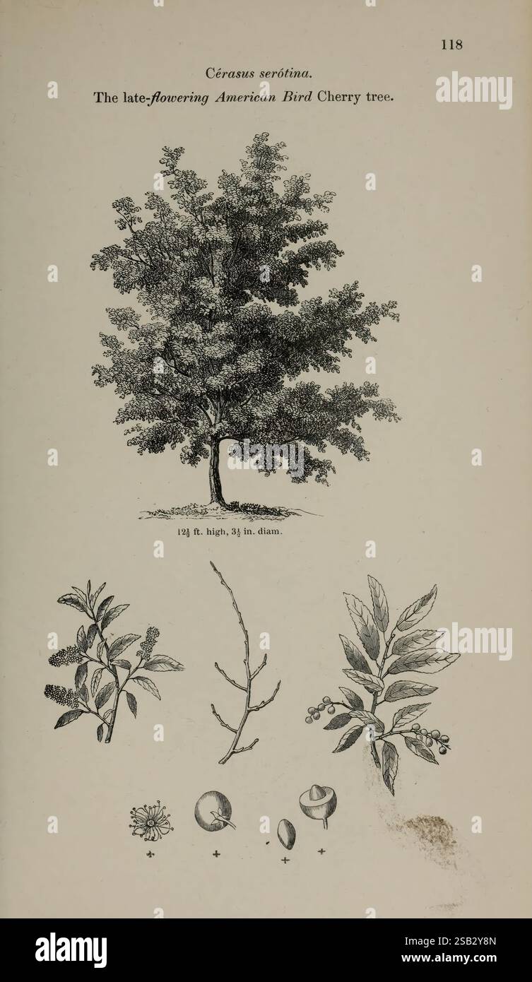 Comprehensive botanical overview hi-res stock photography and images ...
