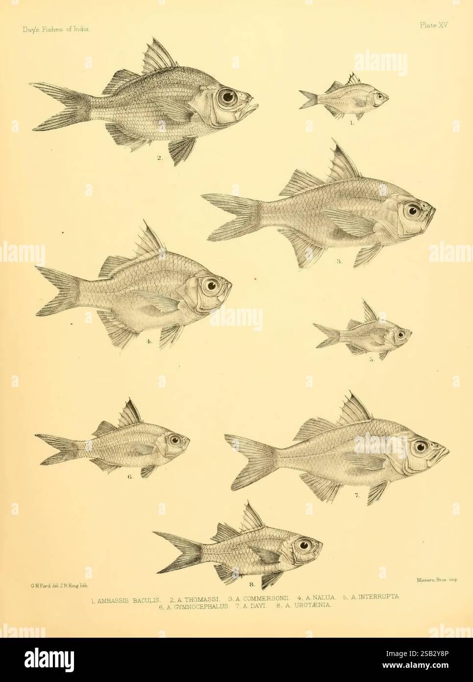 The fishes of India, [1875]-1878. India, Burma, Indian Ocean, Sri Lanka ...