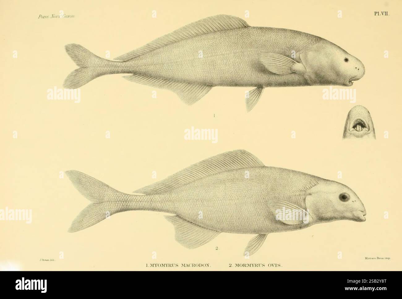 Matériaux pour la faune du Congo, Poissons nouveaux. ser.1:t.1:fasc.1 ...